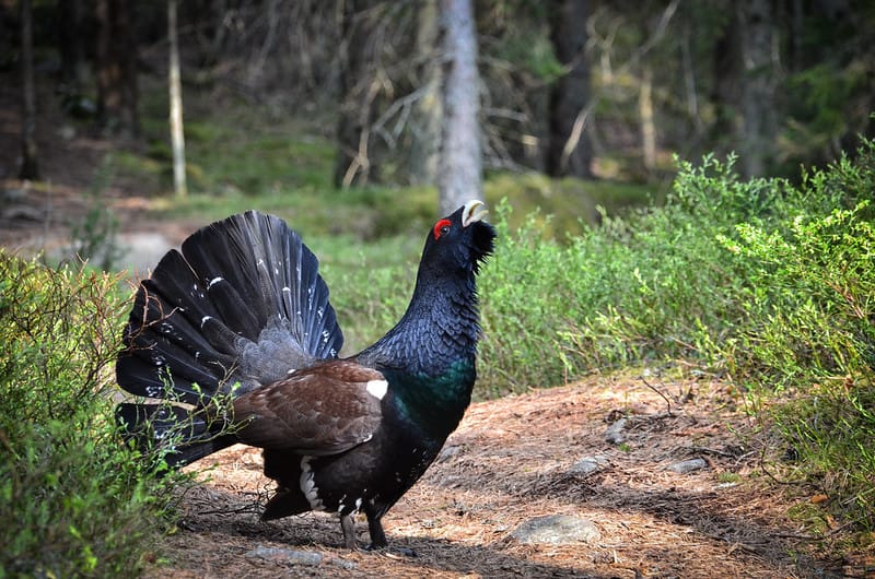 Beavers in Wales & Capercaillie Rescue