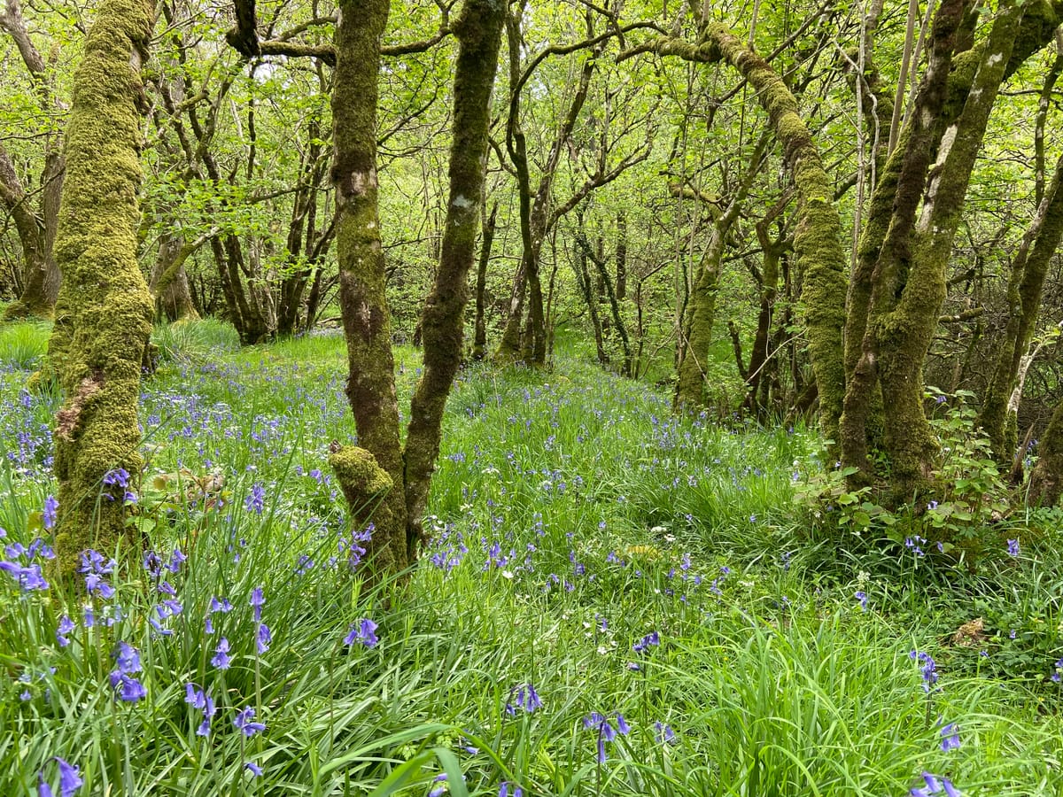 Britain has no wilderness left – we must protect its wildness
