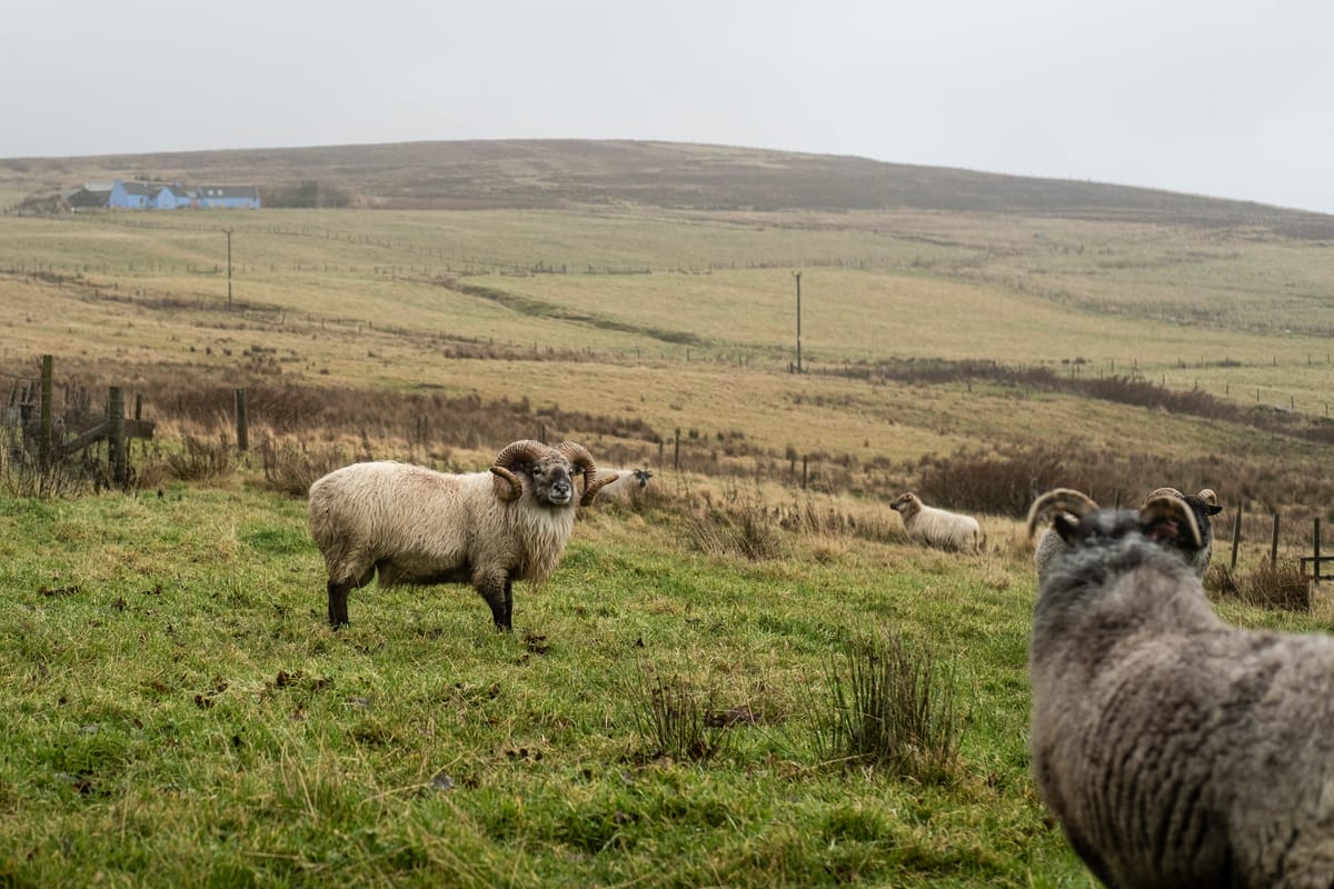 Meet the island community that saved an ancient sheep