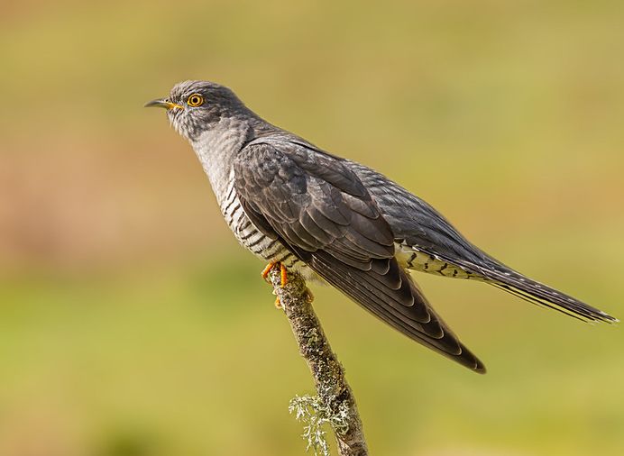 Hen Harriers and Postcode Birds